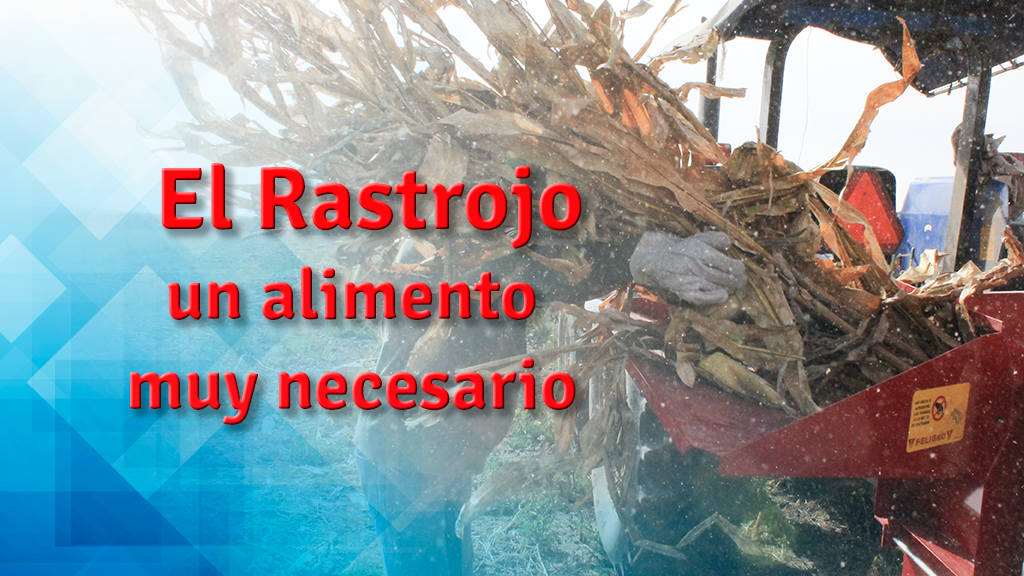 El rastrojo un alimento muy necesario